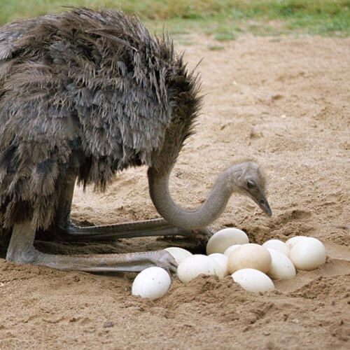 Ostrich Eggs | Ultimate Birds Shop