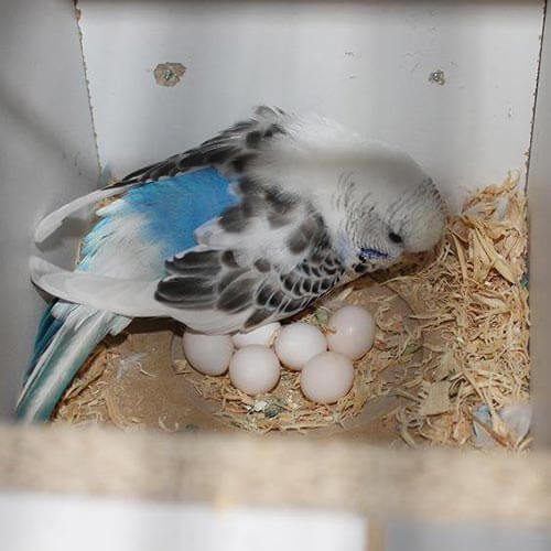 Parakeet Eggs | Ultimate Birds Shop