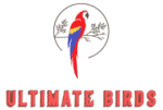 African Grey Parrot Sounds | Ultimate Birds Shop